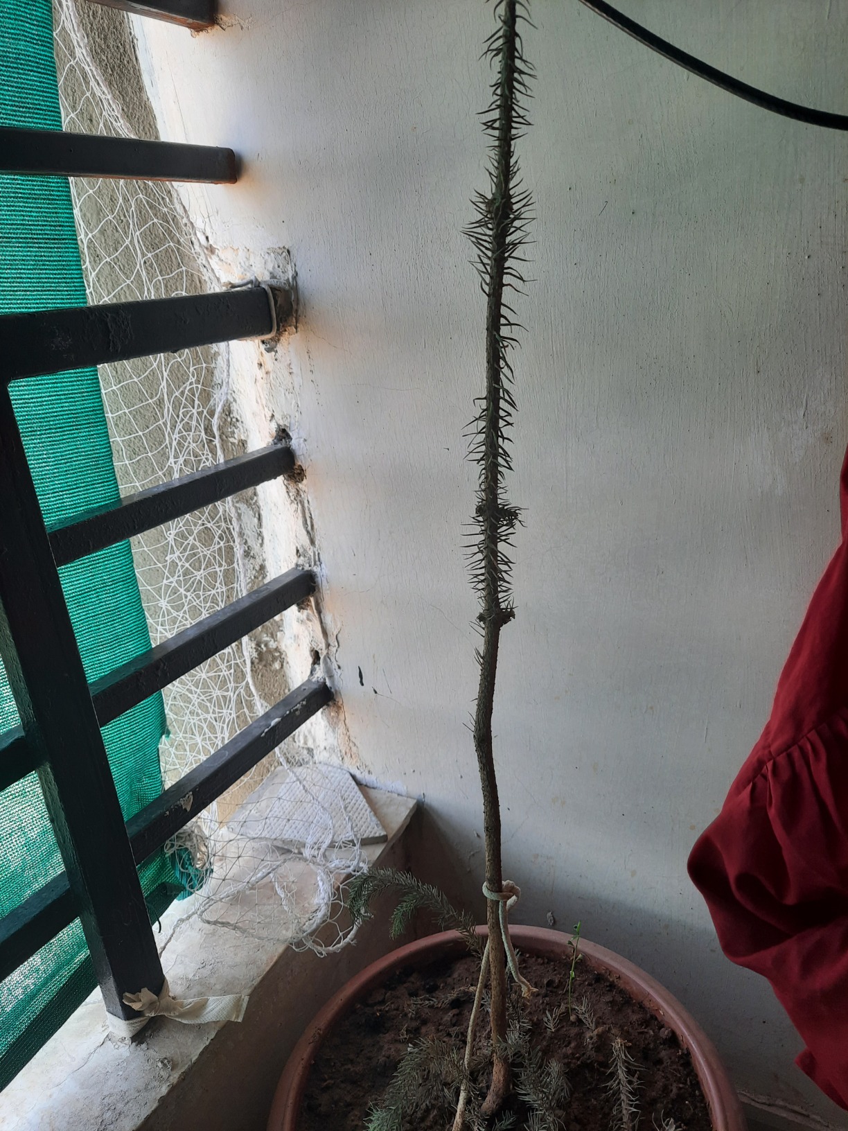 Plantic Water Soluble Green Booster Plant Food/Organic Fertilizer for Home and Outdoor Plants ...