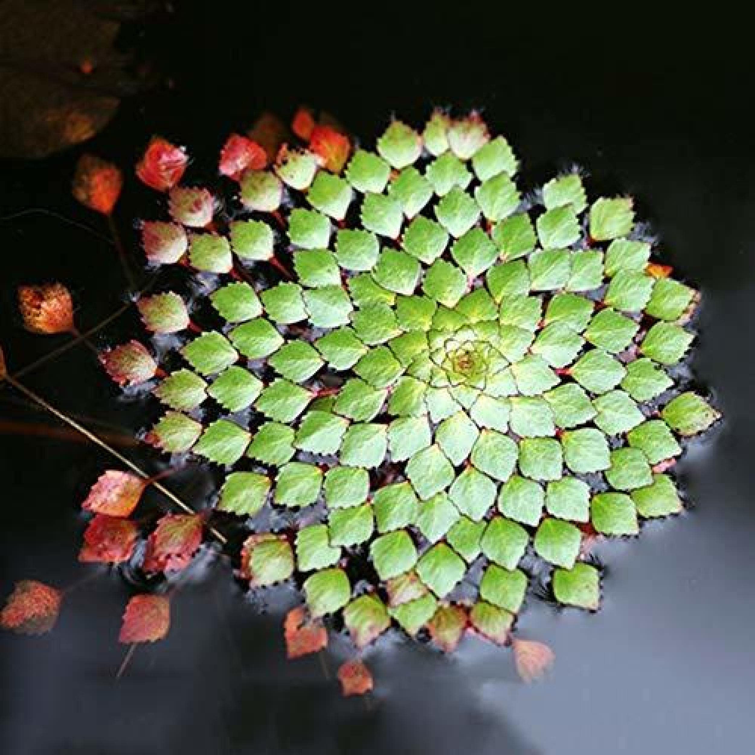 Floating Water Plants For Ponds
