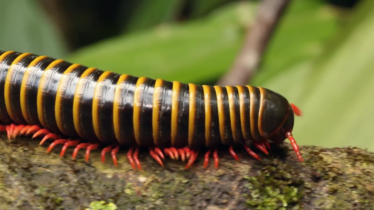 Video Touch - Bugs & Insects - App on Amazon Appstore