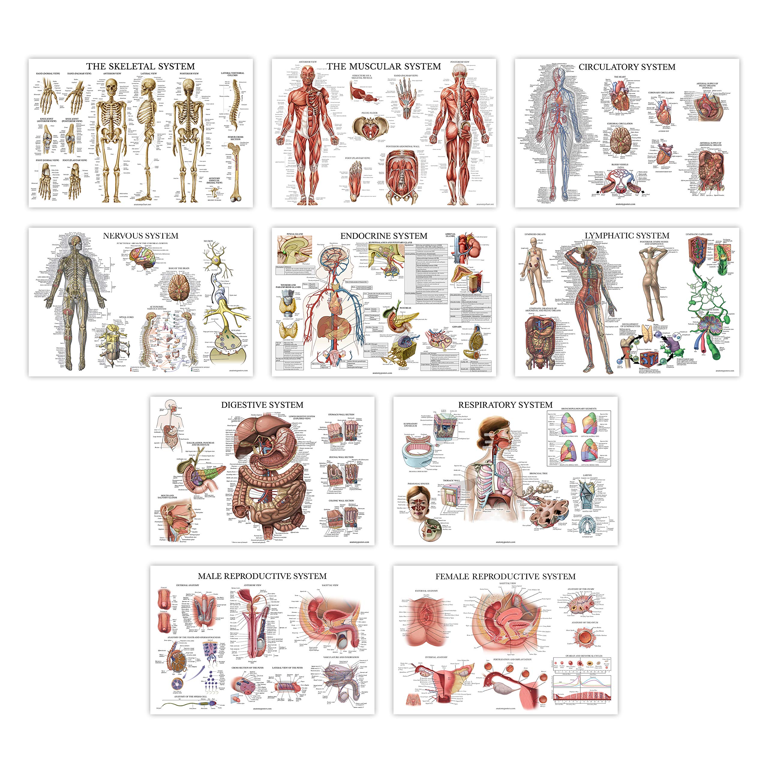 10 Pack - Anatomical Poster Set - Laminated - Muscular, Skeletal ...