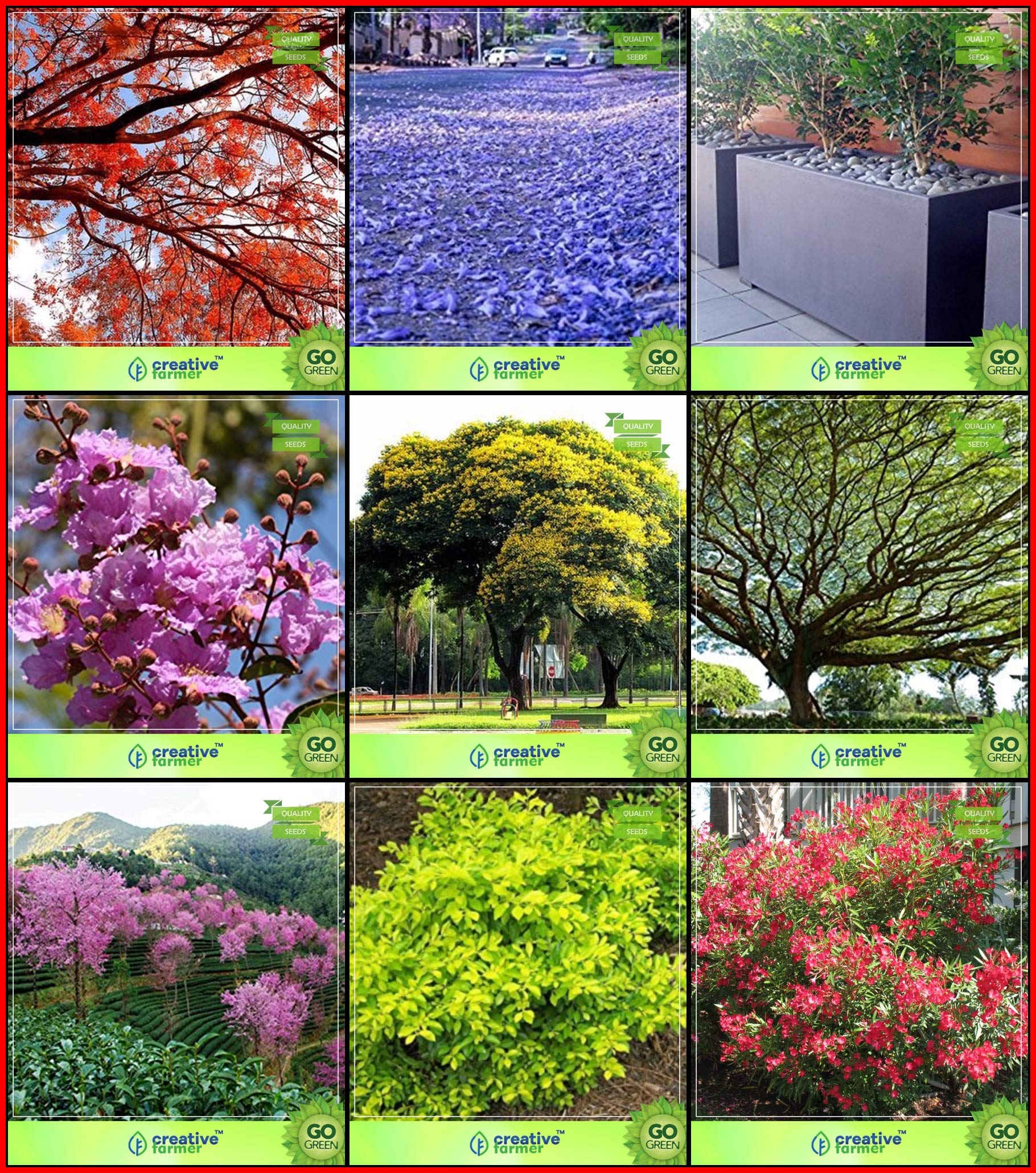 Creative Farmer Garden Flower Seeds All Season Combo Flower Tree and ...