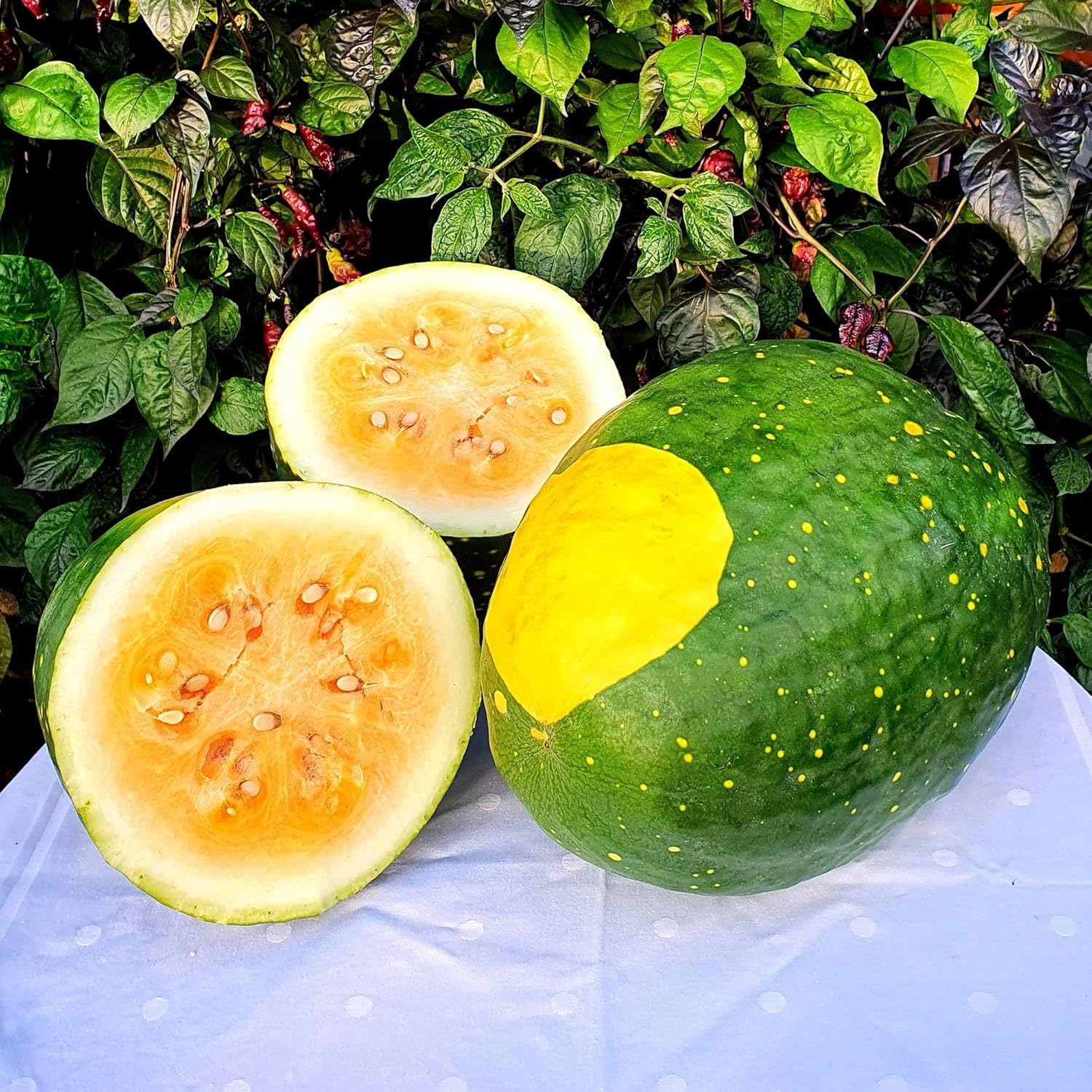 Amazon.com : CHUXAY GARDEN Seedless Watermelon Seeds for Planting ...