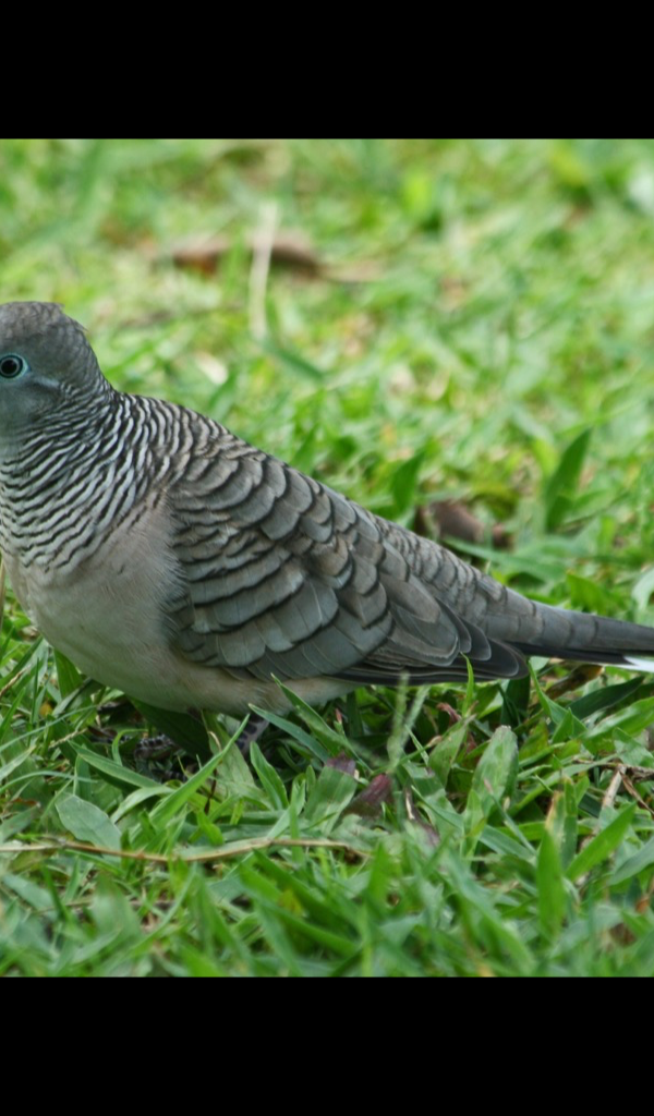 dove Wallpaper -- HD Wallpapers of doves! - App on Amazon Appstore