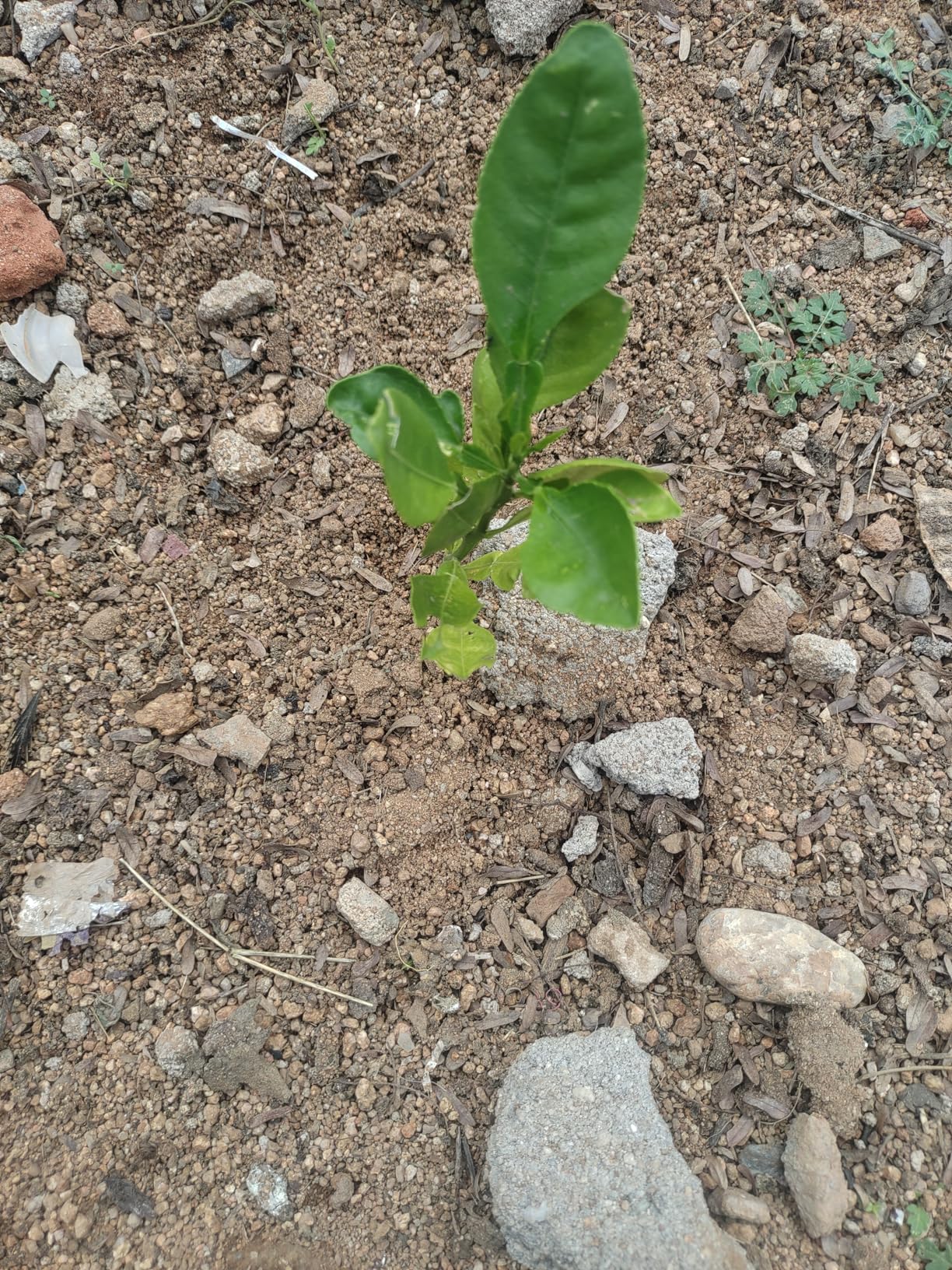 Golden Bloom Grafted Original Live Pomelo Batabi Lemon Fruit Plant ...