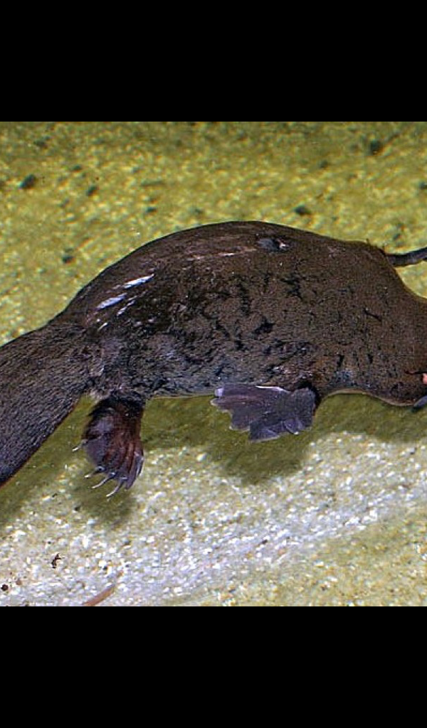 cute platypu Wallpaper -- HD Wallpapers of cute platypus! - Application sur Amazon Appstore