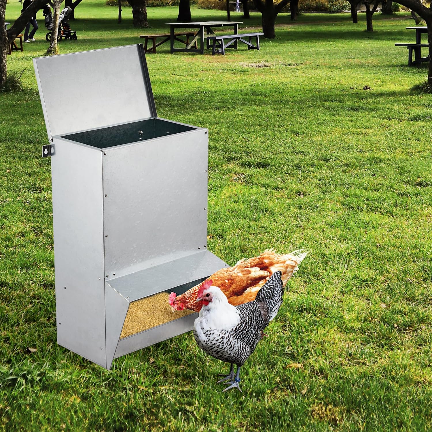 Galvanized Chicken Treadle Feeder, Poultry Feeder, Algeria | Ubuy