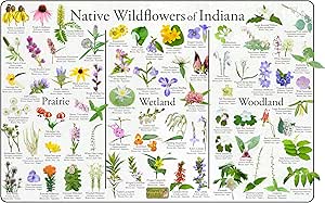 Amazon.com: Where's Wildlife Native Wildflowers of Indiana Poster ...