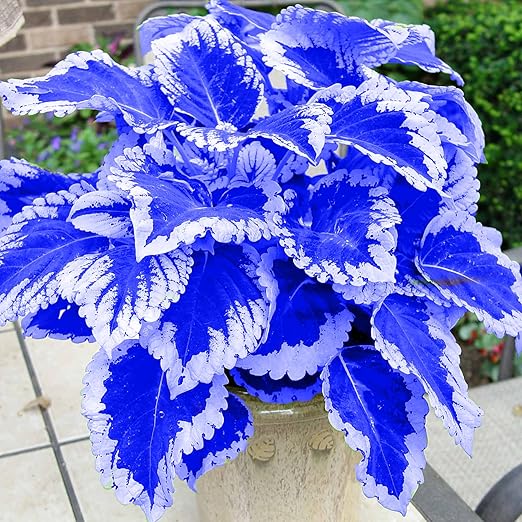 Amazon.com: PLATAGO Rare Coleus Seeds Grow Easily 200pcs - Perennial ...