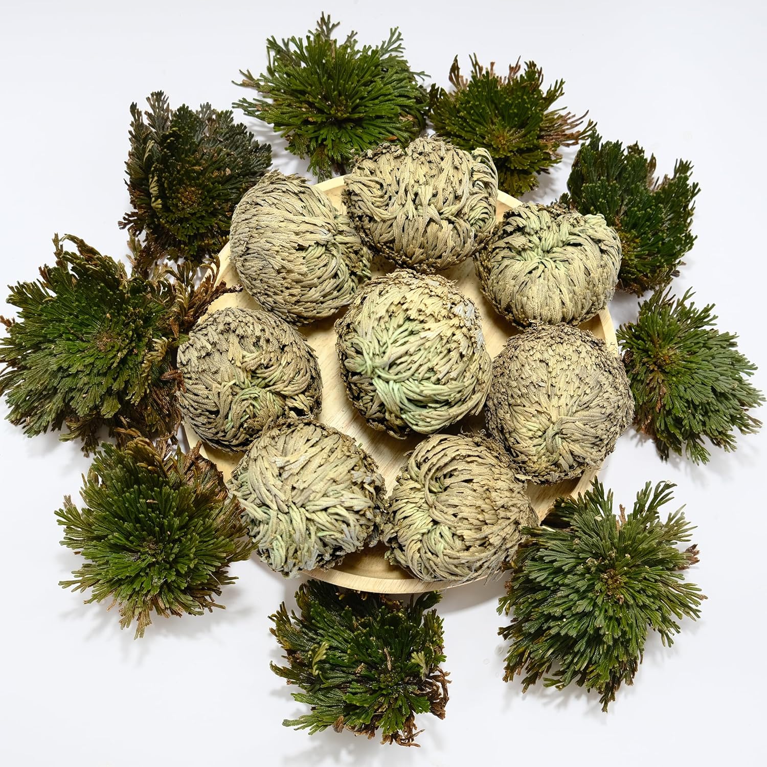 Amazon.com: 8 Pack Rose of Jericho Resurrection Plants, Rosa de Jerico ...