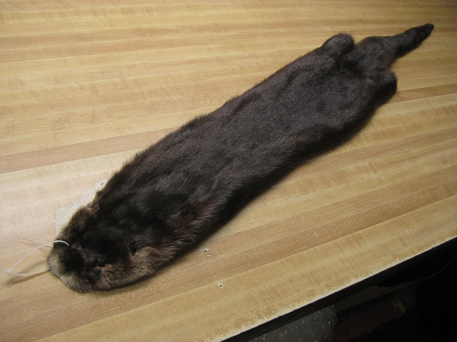 Amazon.com: Tanned Otter Hide # 1 Quality Fur