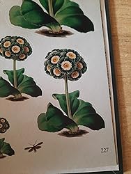 The Botanist's Sticker Anthology: With More Than 1,000 Vintage Stickers ...