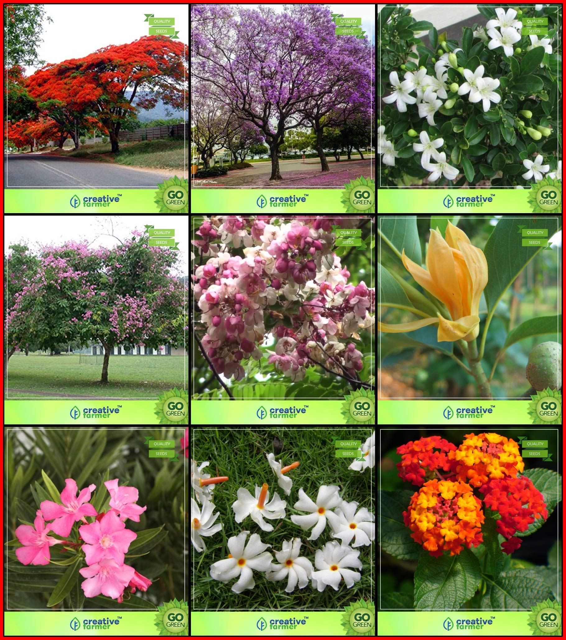 Buy OhhSome Gardening Seeds Combo Tree Seeds : Blue Jacaranda, Delonix ...