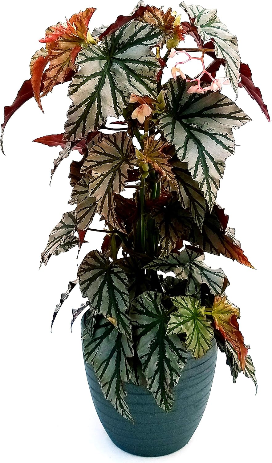 POWERS TO FLOWERS - BEGONIA REX BLAD OVERING HIGHWAY, IN VASO CERAMICA ...