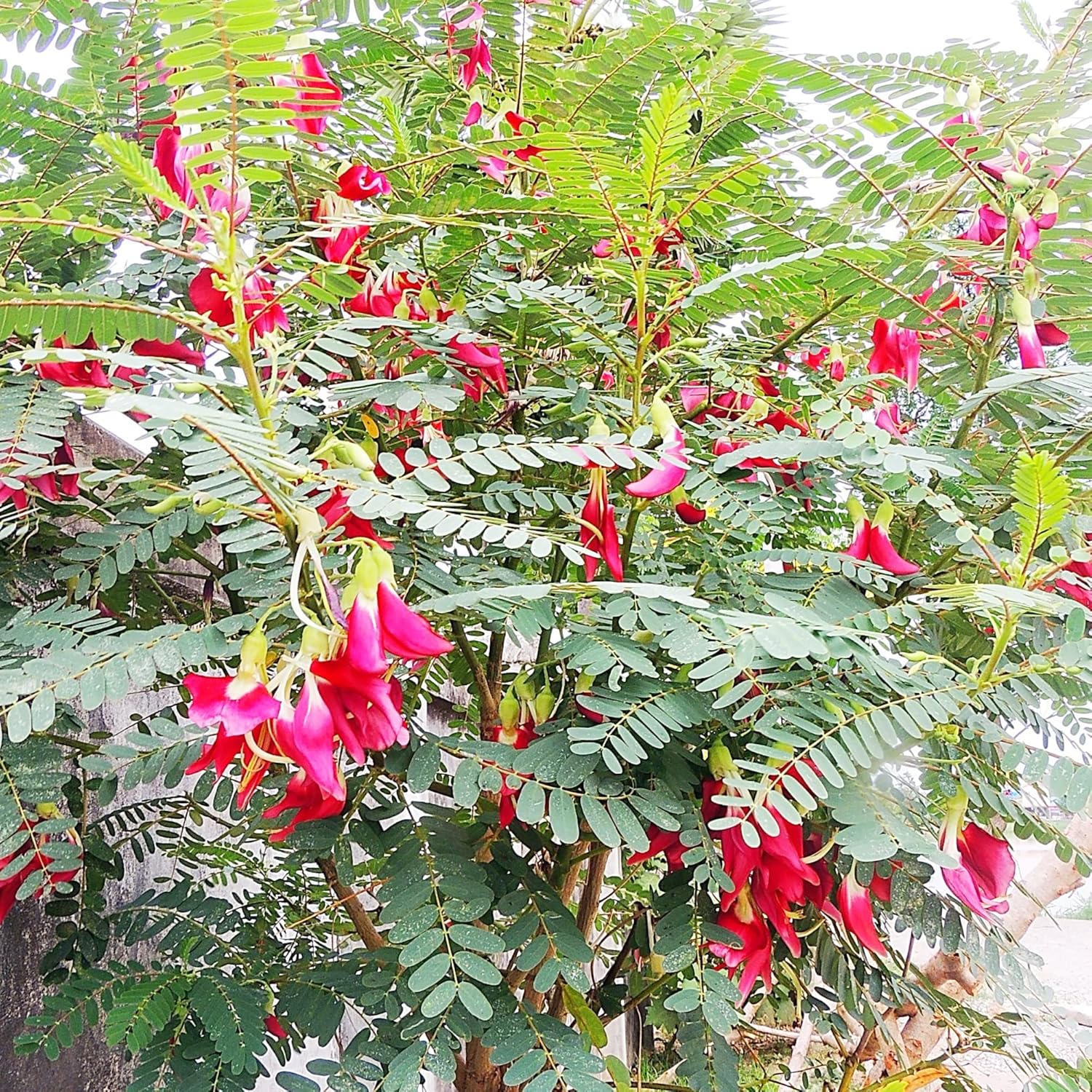 Amazon.com : Sesbania Grandiflora Seeds Vegetable Hummingbird Fast ...