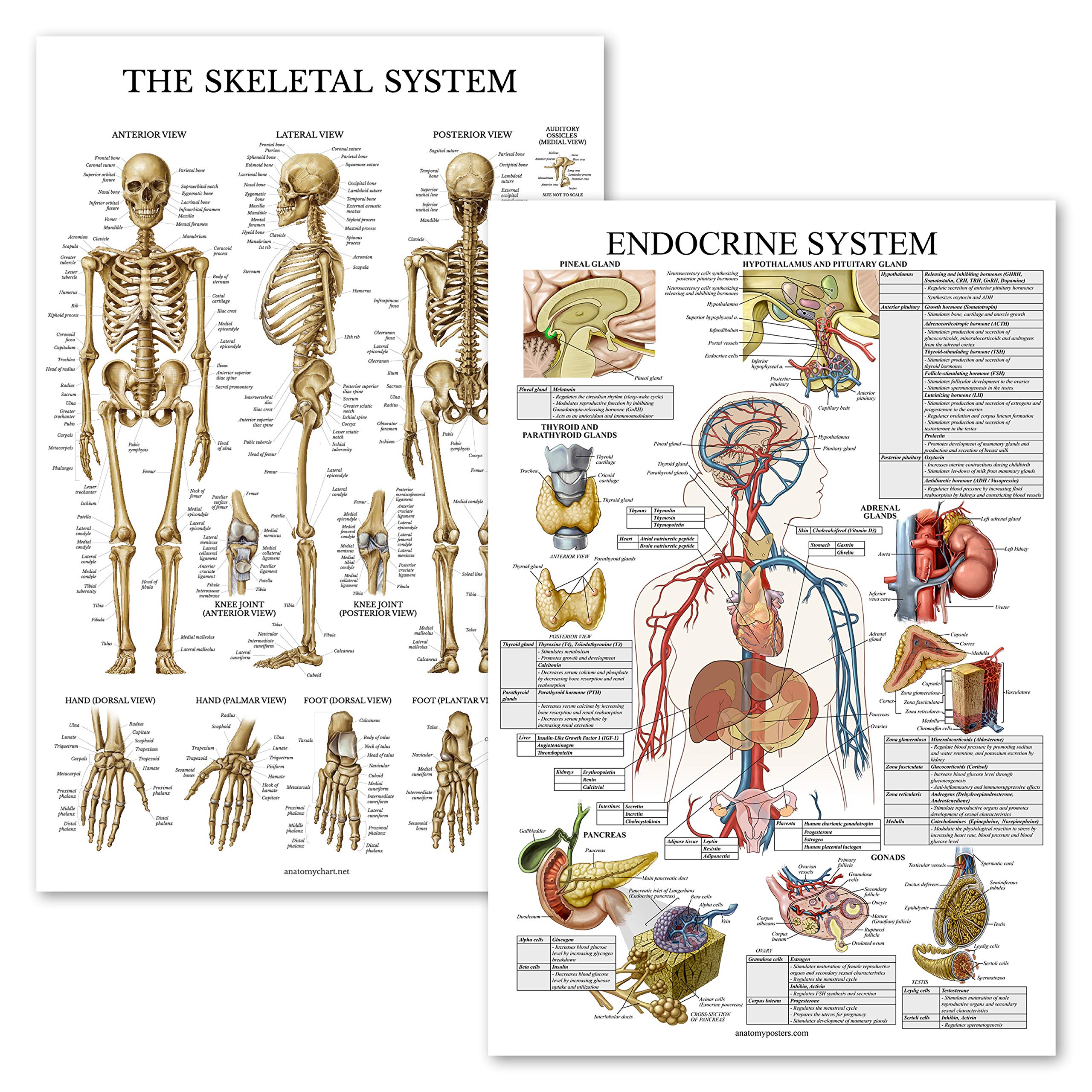 Buy 2 Pack - Skeletal System Anatomical + Endocrine System Anatomy ...