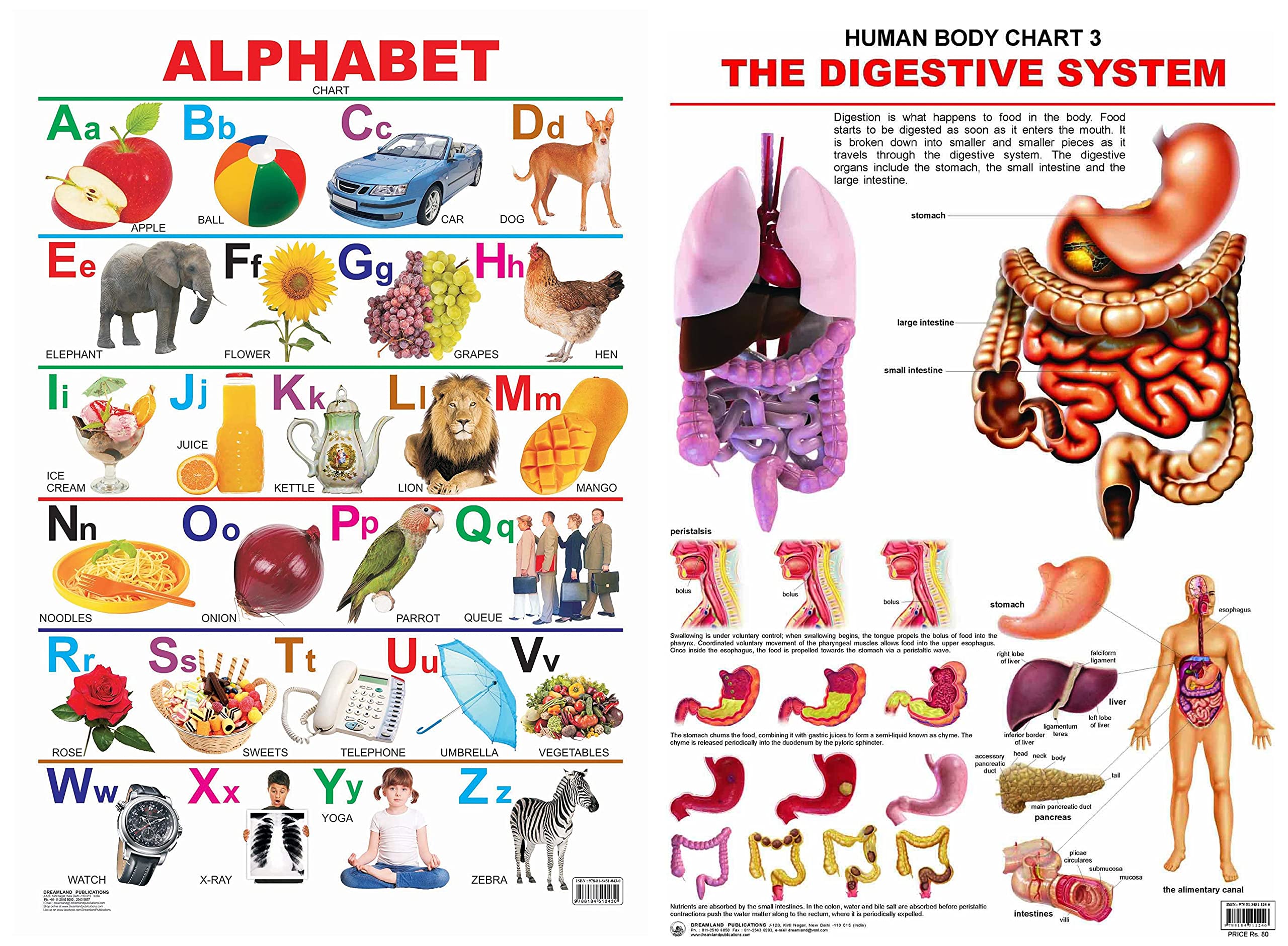 Alphabet Educational Wall Chart For Kids Both Side Hard Laminated ...