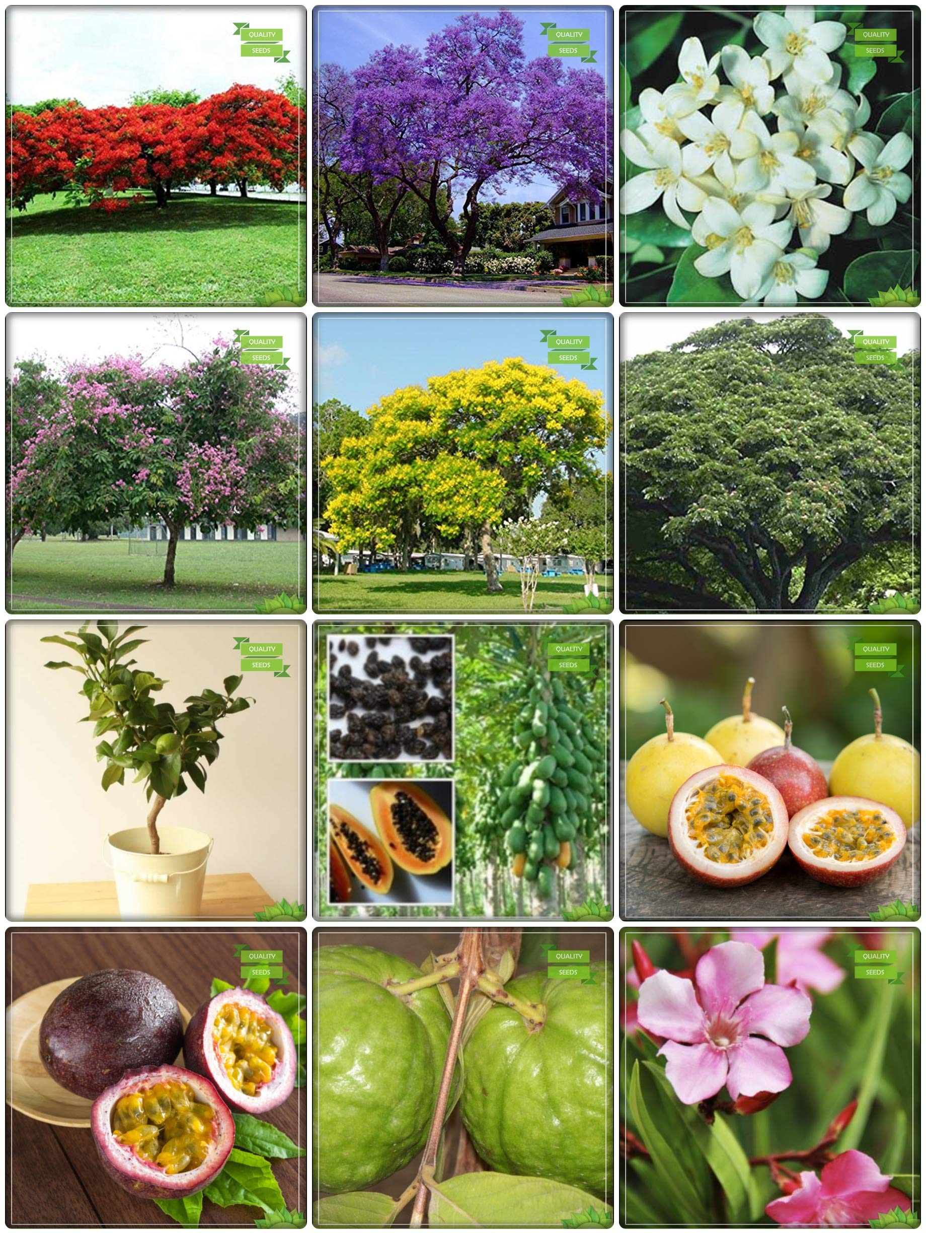 Creative Farmerall Climate Combo Tree Seeds Jacaranda Gulmohar Kamini ...