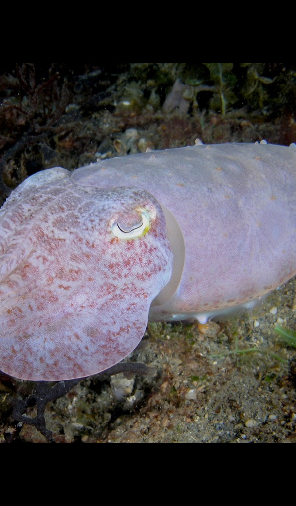 Cute Cuttlefish Wallpaper -- HD Wallpapers of Cute Cuttlefish!:Amazon ...