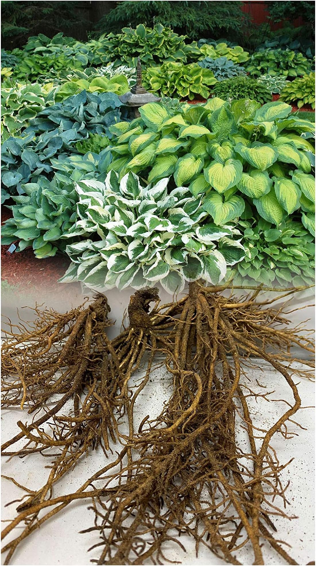 Hosta Love Pat : Amazon.co.uk: Garden