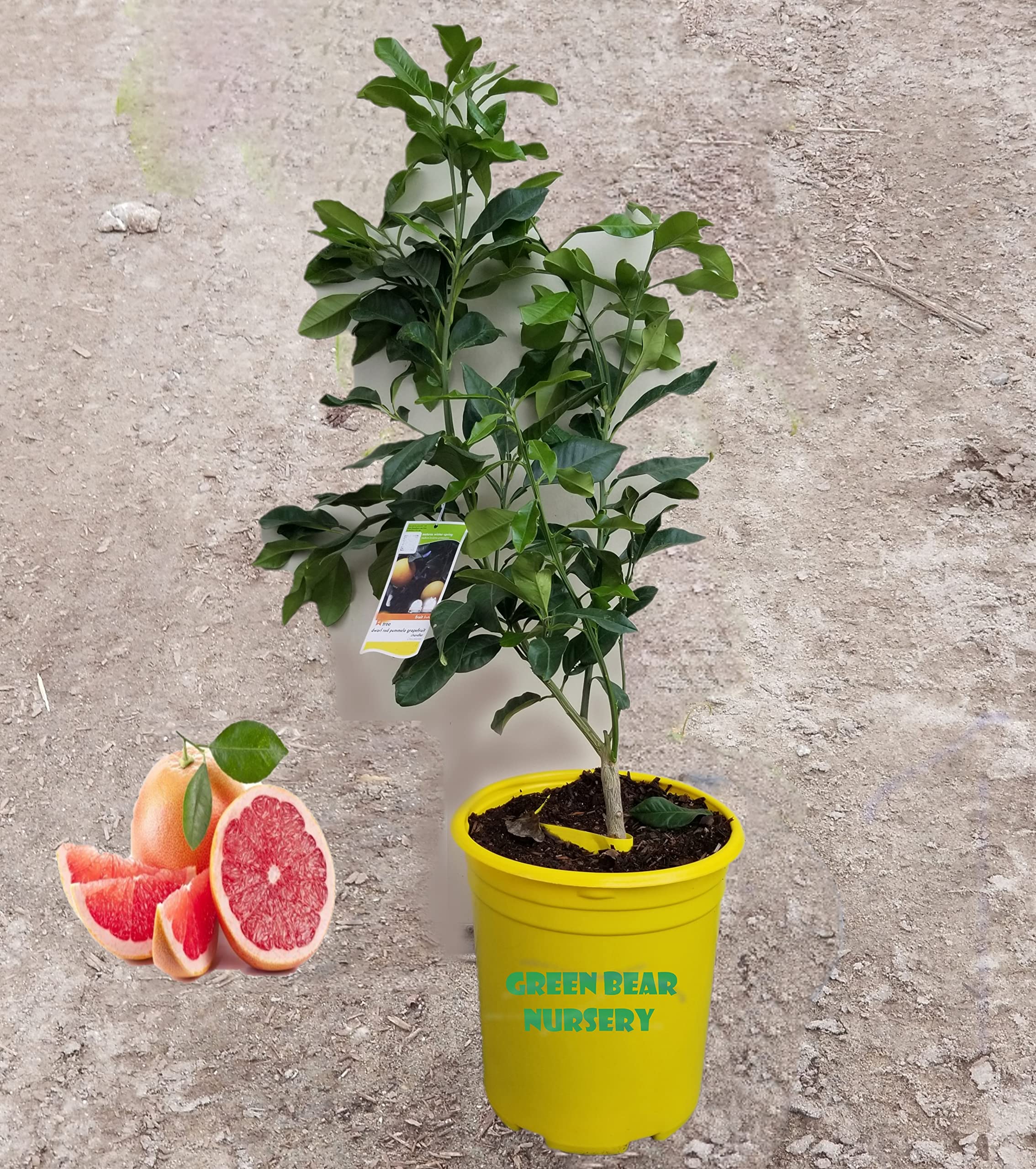 Grapefruit Tree