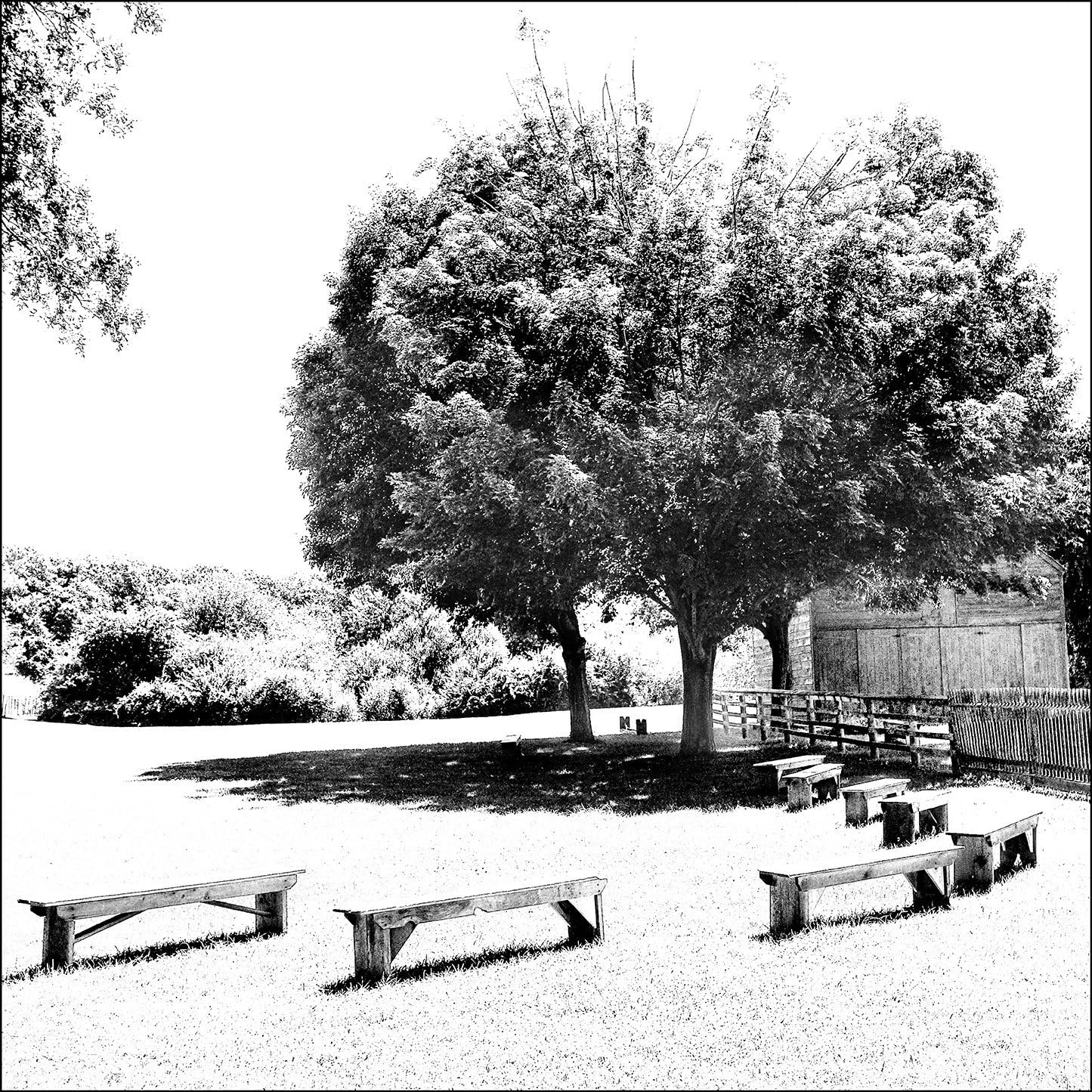 Amazon.com: Benches and Shade Tree Art Print by Harold Silverman ...