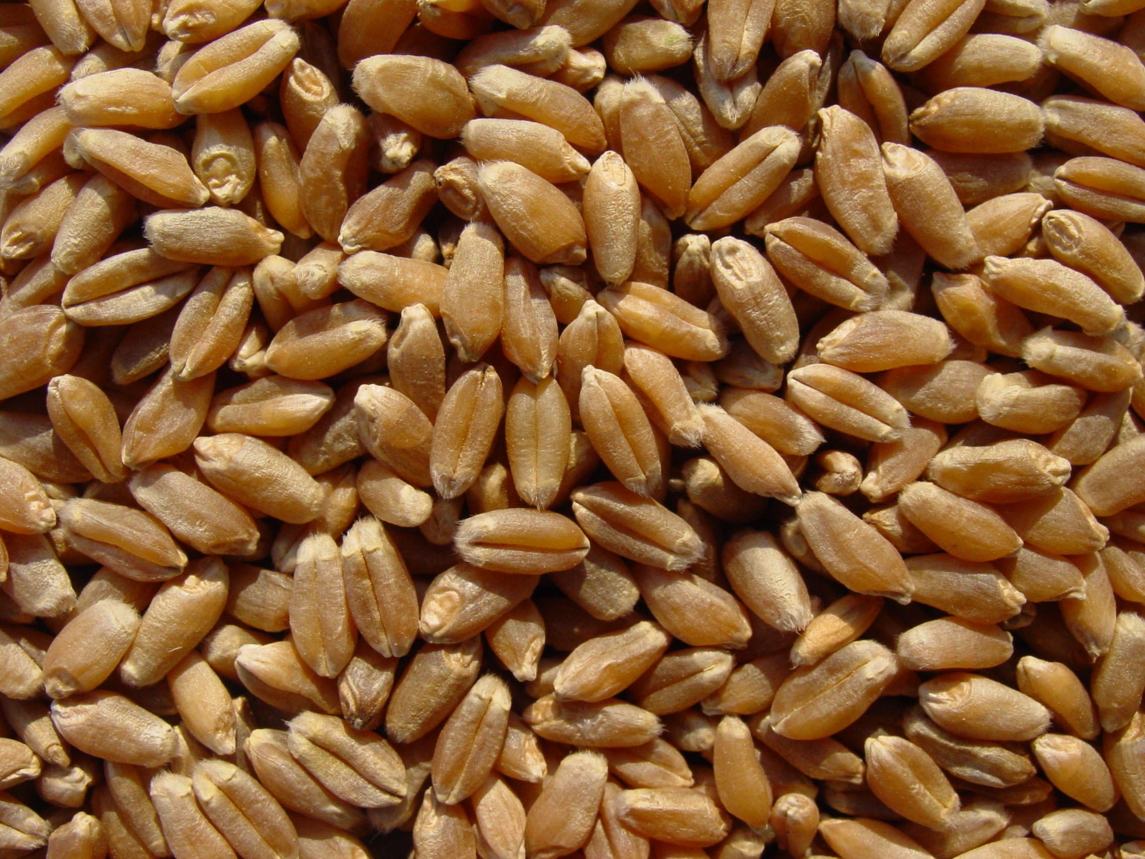 Amazon.com : Hard Red Wheat 15 Lbs, Joseph's Grainery Wheat Berries ...