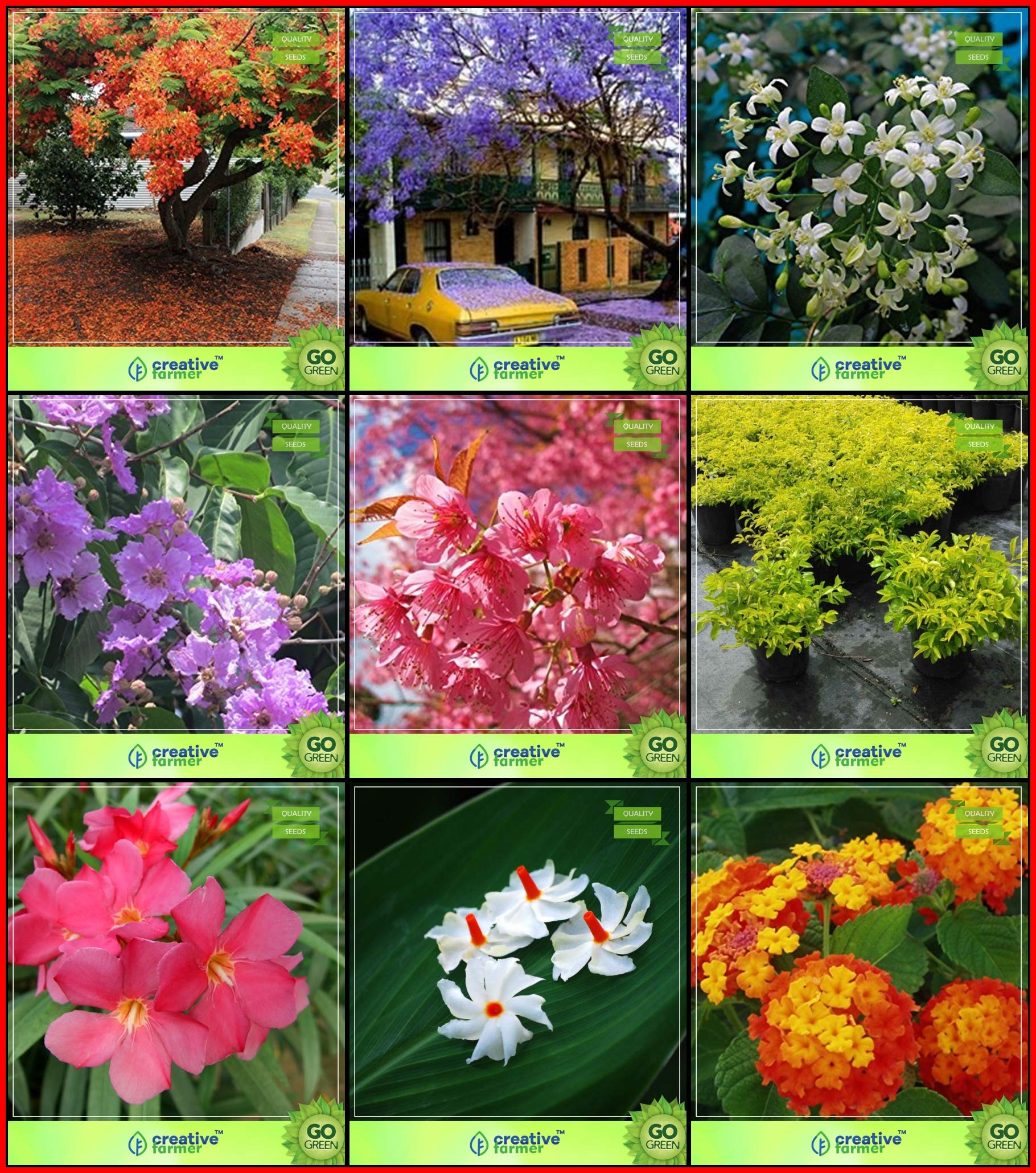 Creative Farmer Garden Seeds Combo Tree Seeds Jacaranda Mimosafolia ...