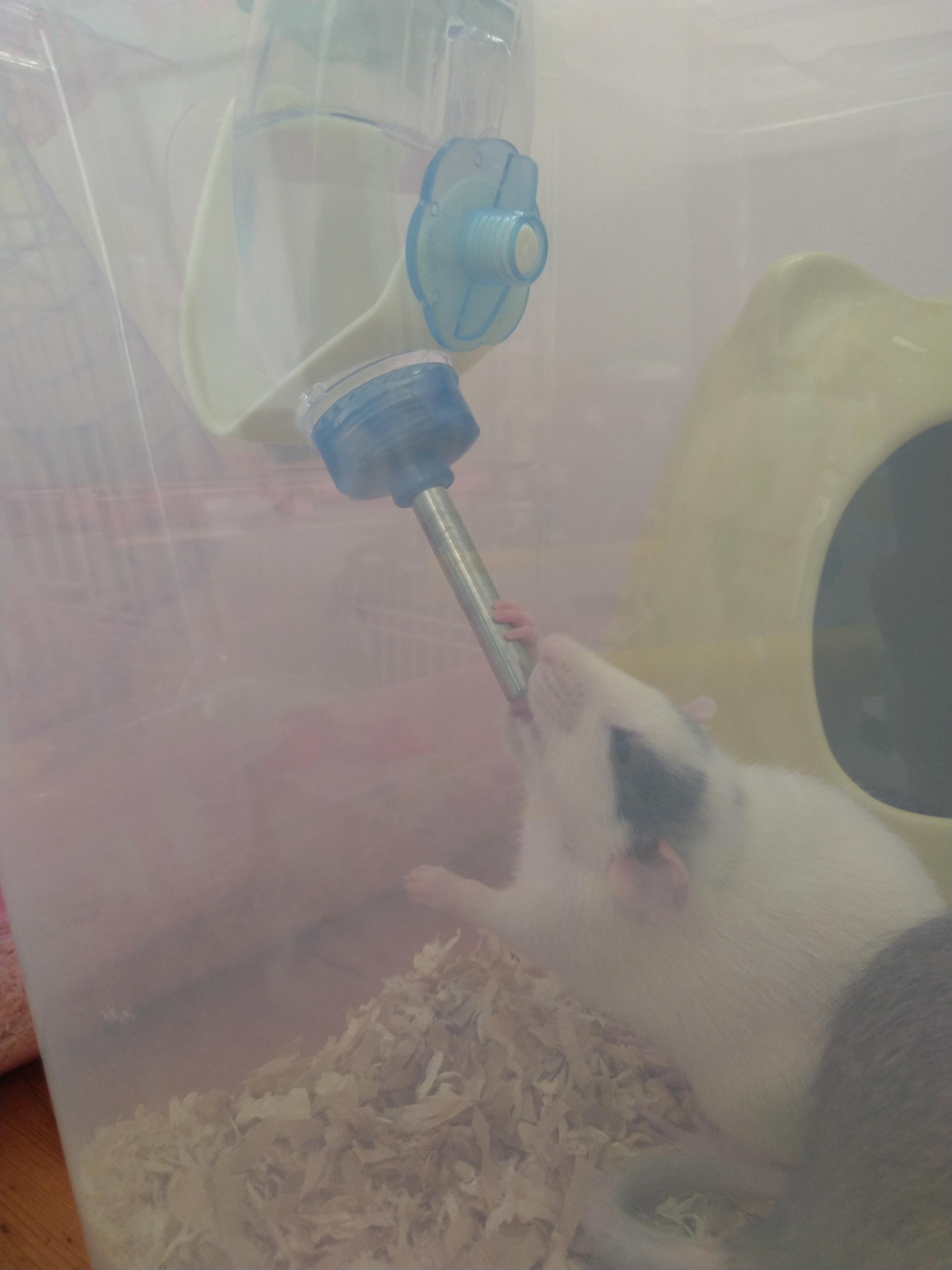 Amazon | GEXジェックス フラットアクアボトルマルチ 吸盤付き 給水器 ウォーターボトル うさぎ・小動物用 150mL | GEX | 給水器・ウォーターボトル 通販