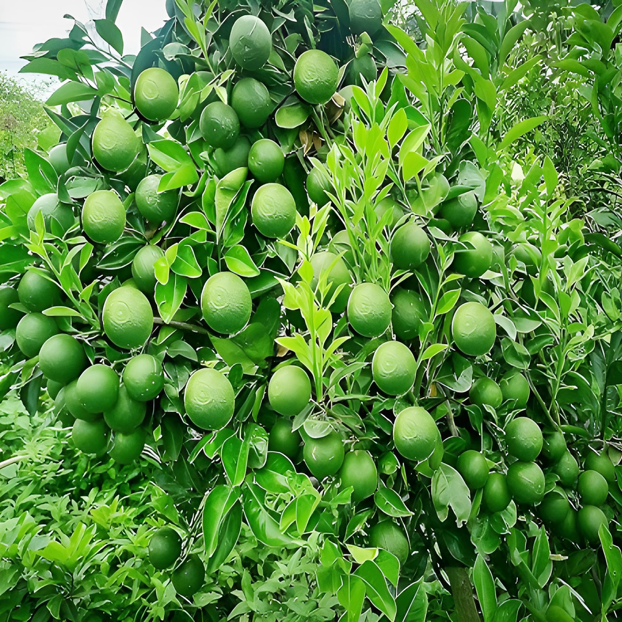 Bangladeshi Fruit Garden Fruit Garden In Bangladesh 1"GUAVA"