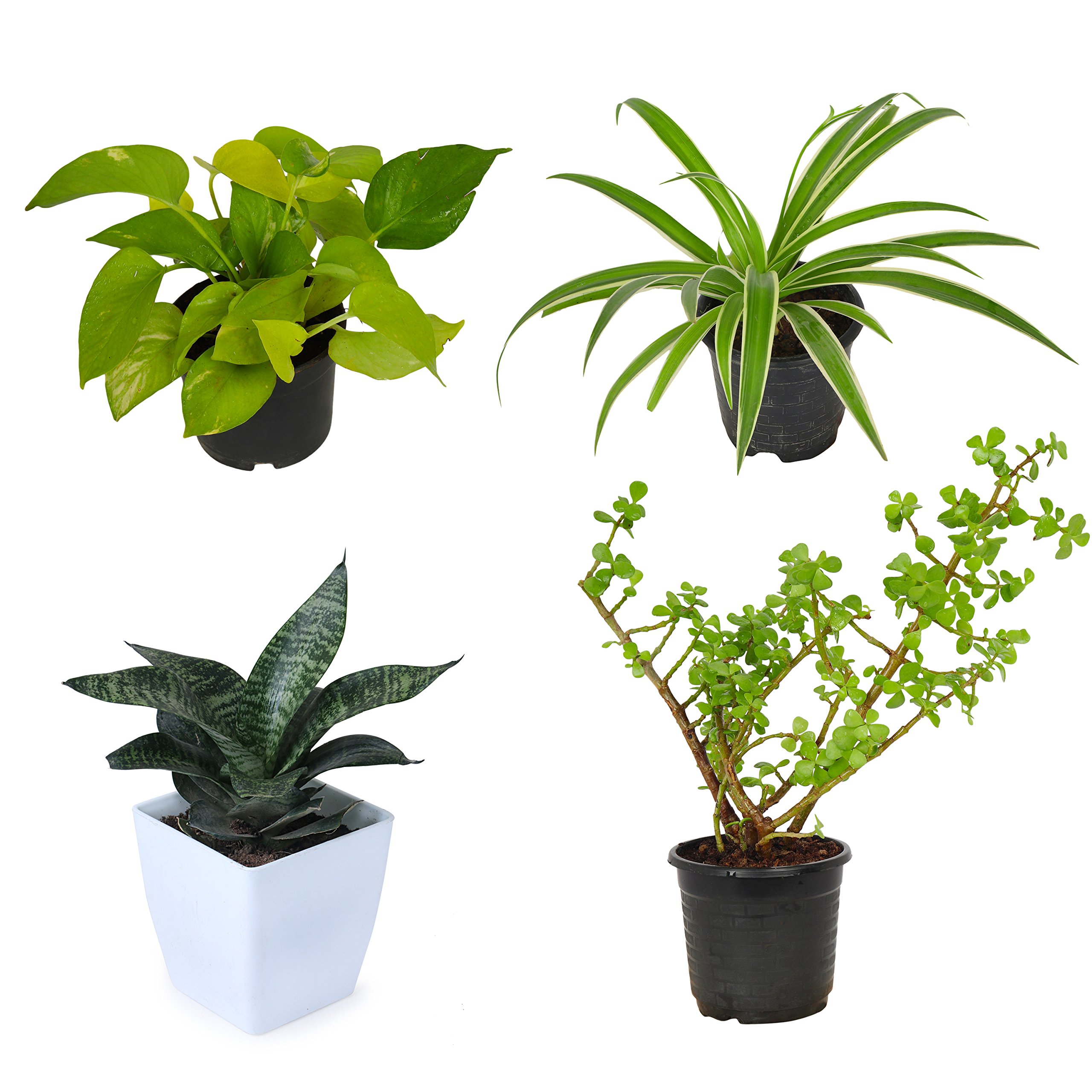 Best Nasa Plant Oxygen