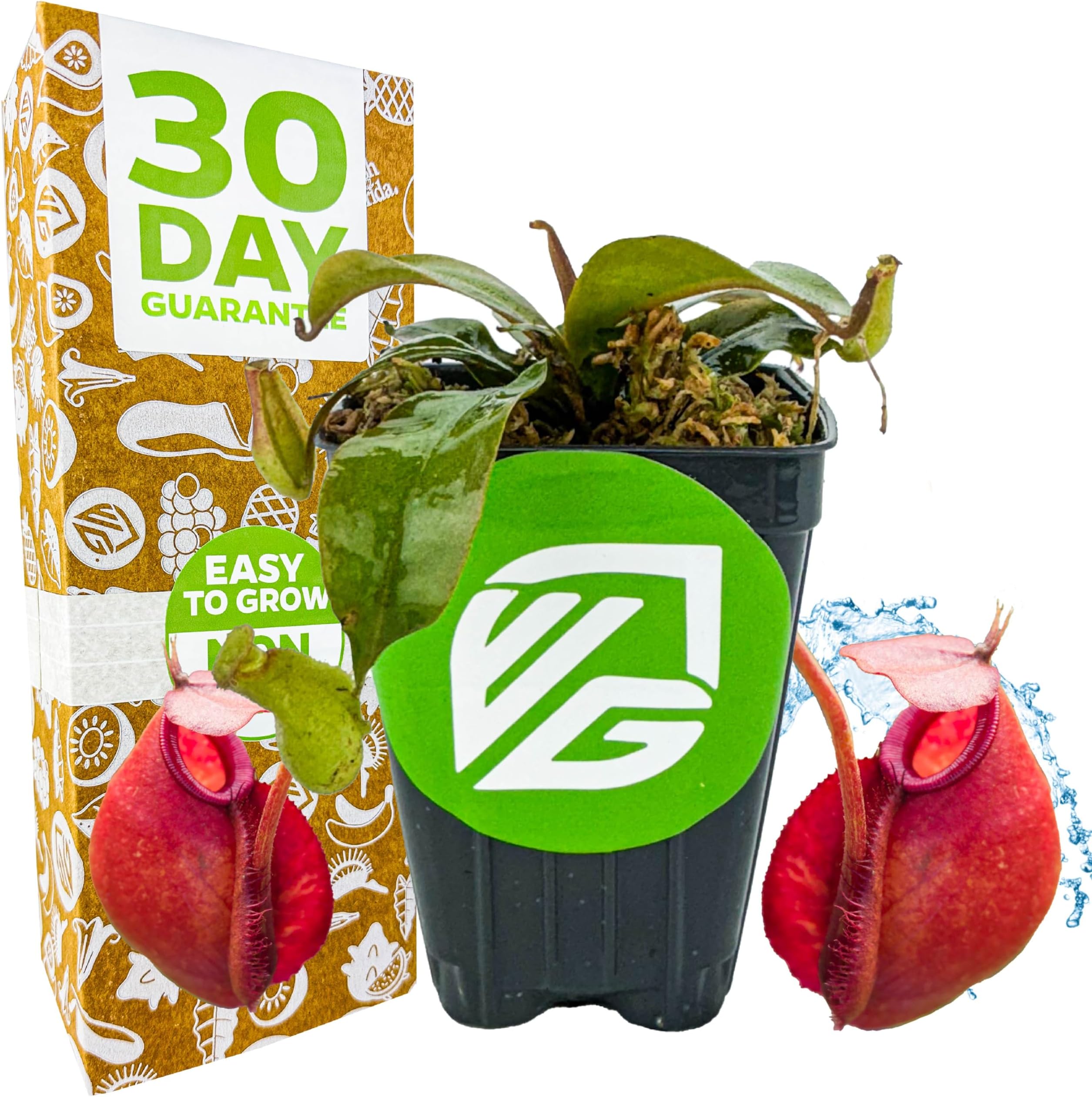 Amazon.com: Bloomify Terrarium Cobra Lily–Carnivorous Live Pitcher ...