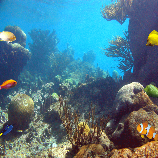 Animated Sea - App on Amazon Appstore