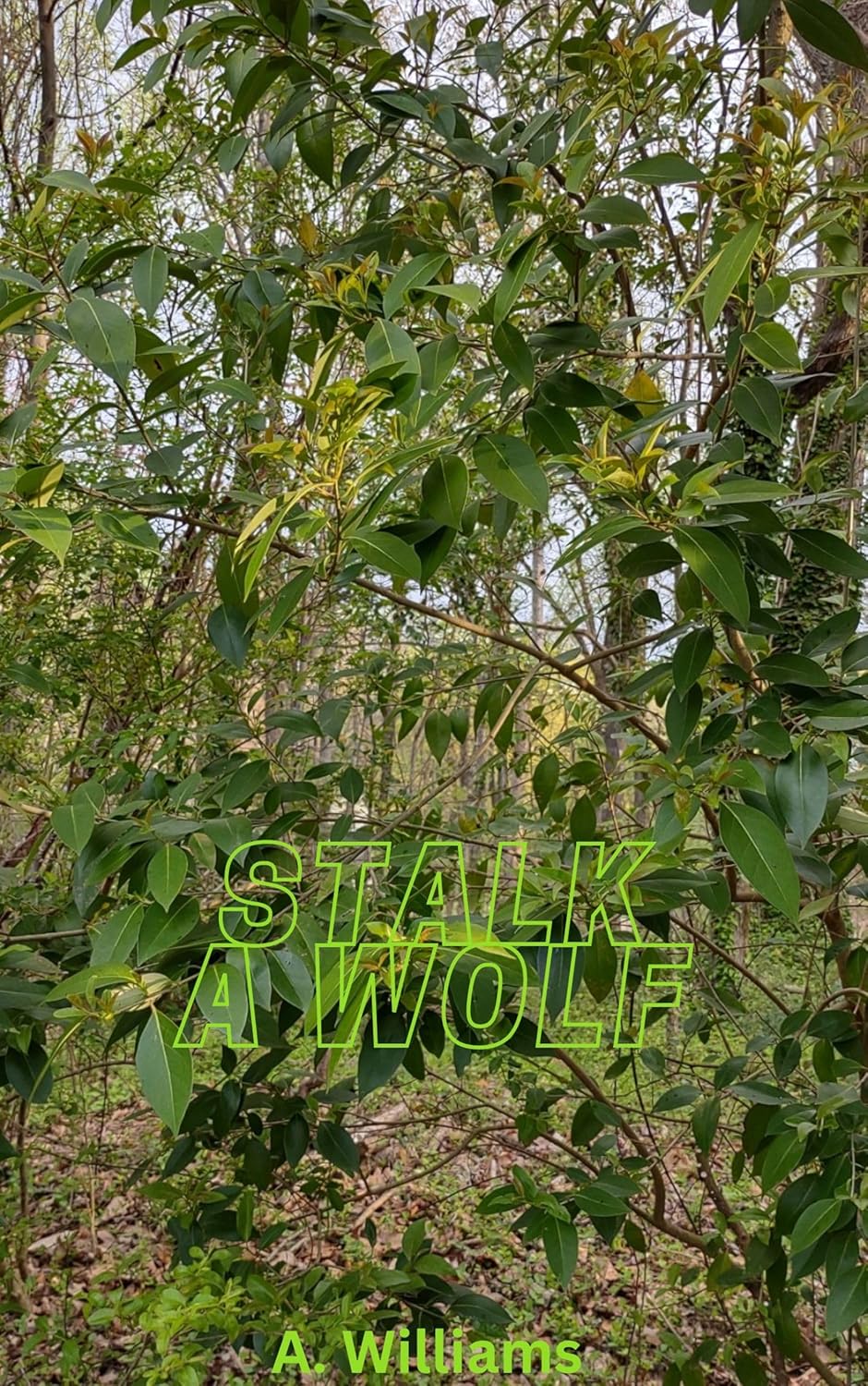 Stalk a Wolf: M/M Wolf Shifter Fated Mates Romance - Kindle edition by ...