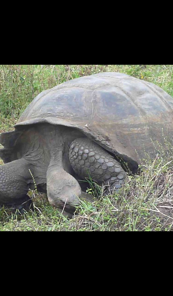galapagos tortoise Wallpaper -- HD Wallpapers of galapagos tortoise ...