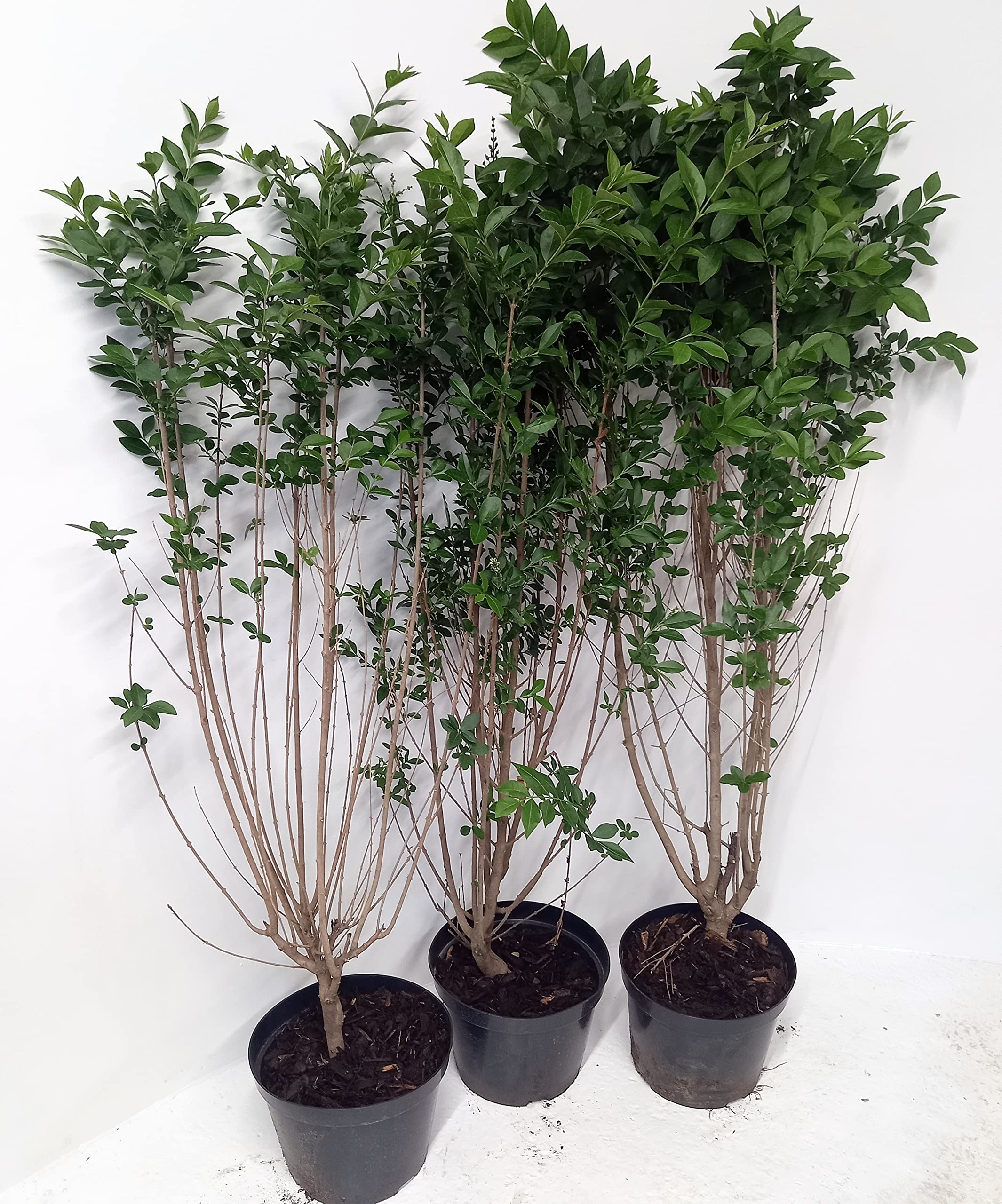 Low Maintenance Evergreen Hedges Top 10 Evergreen Shrubs | Thompson