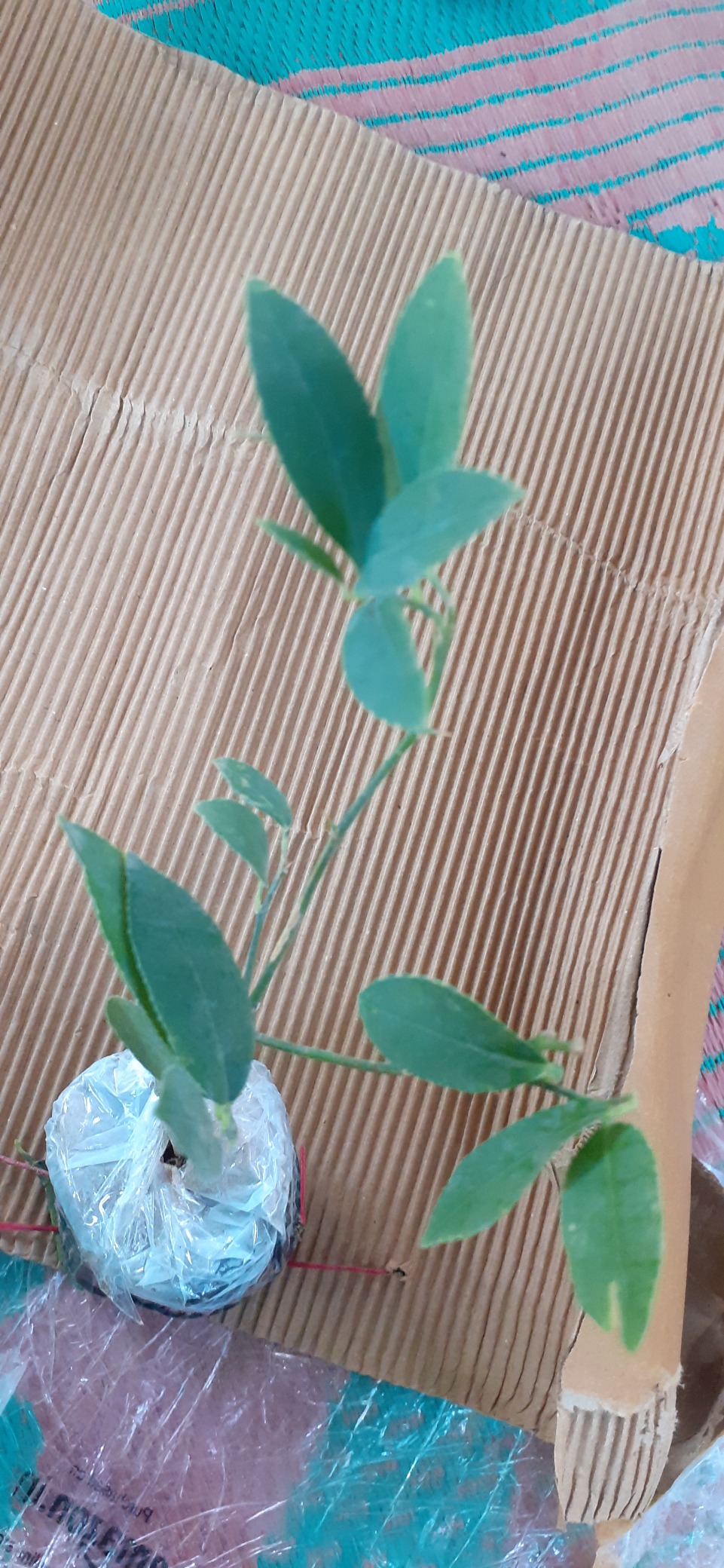 Mphmi Plant Annona cherimola, Hanuman Phal (Grafted) - Plant : Amazon ...