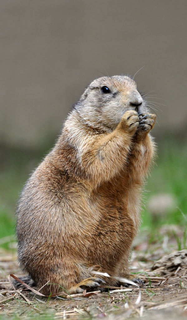cute prairie dog Wallpaper -- HD Wallpapers of cute prairie dogs ...