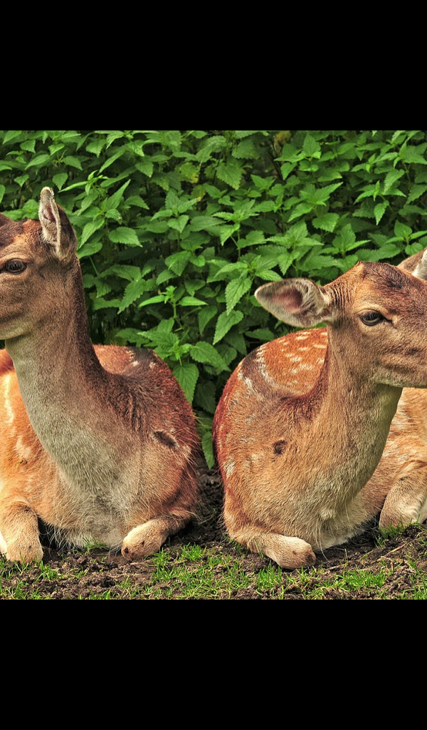 fallow deer Wallpaper -- HD Wallpapers of fallow deer!: app su Amazon ...
