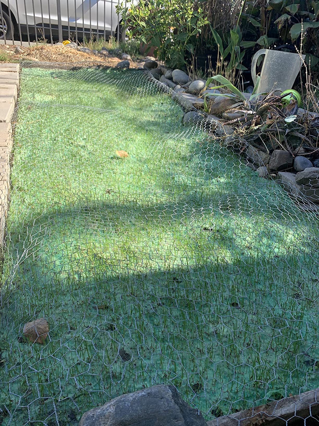 Amazon.com : Growtrax 200 Sq Ft Biodegradable Tall Fescue Green Grass ...