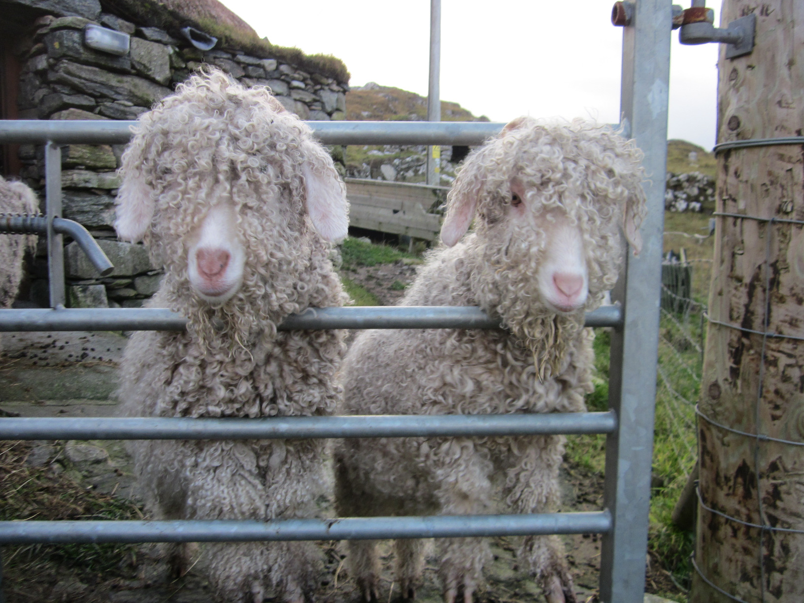 Net Tex Homestead Caprivite Angora 1kg - Vitamin Mineral Supplement for ...