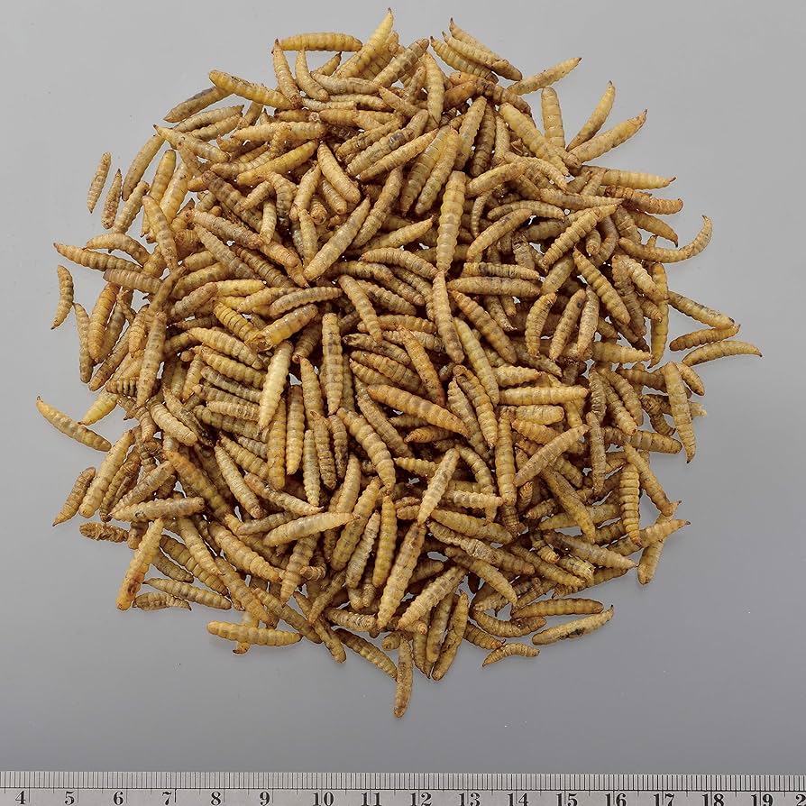 GEX ワイルドワーム 70g 関東当日便 - エサ