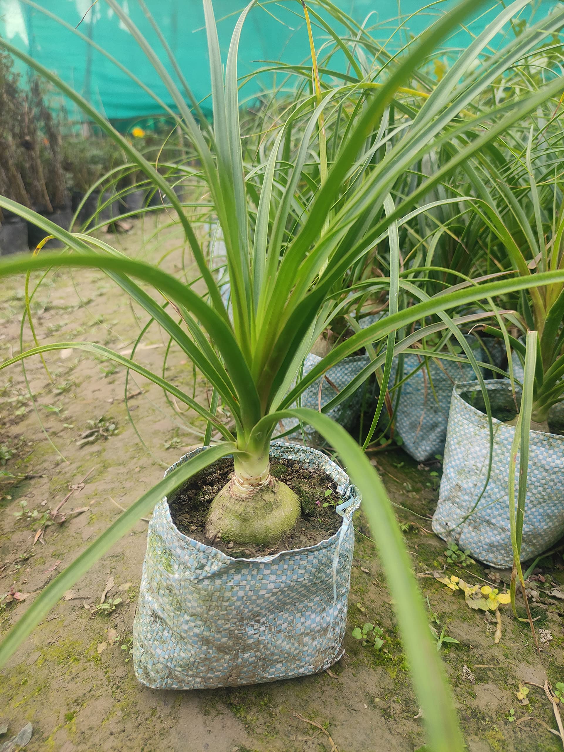 Ponytail Palm Plant Varieties Beaucarnea Recurvata 'Ponytail Palm'