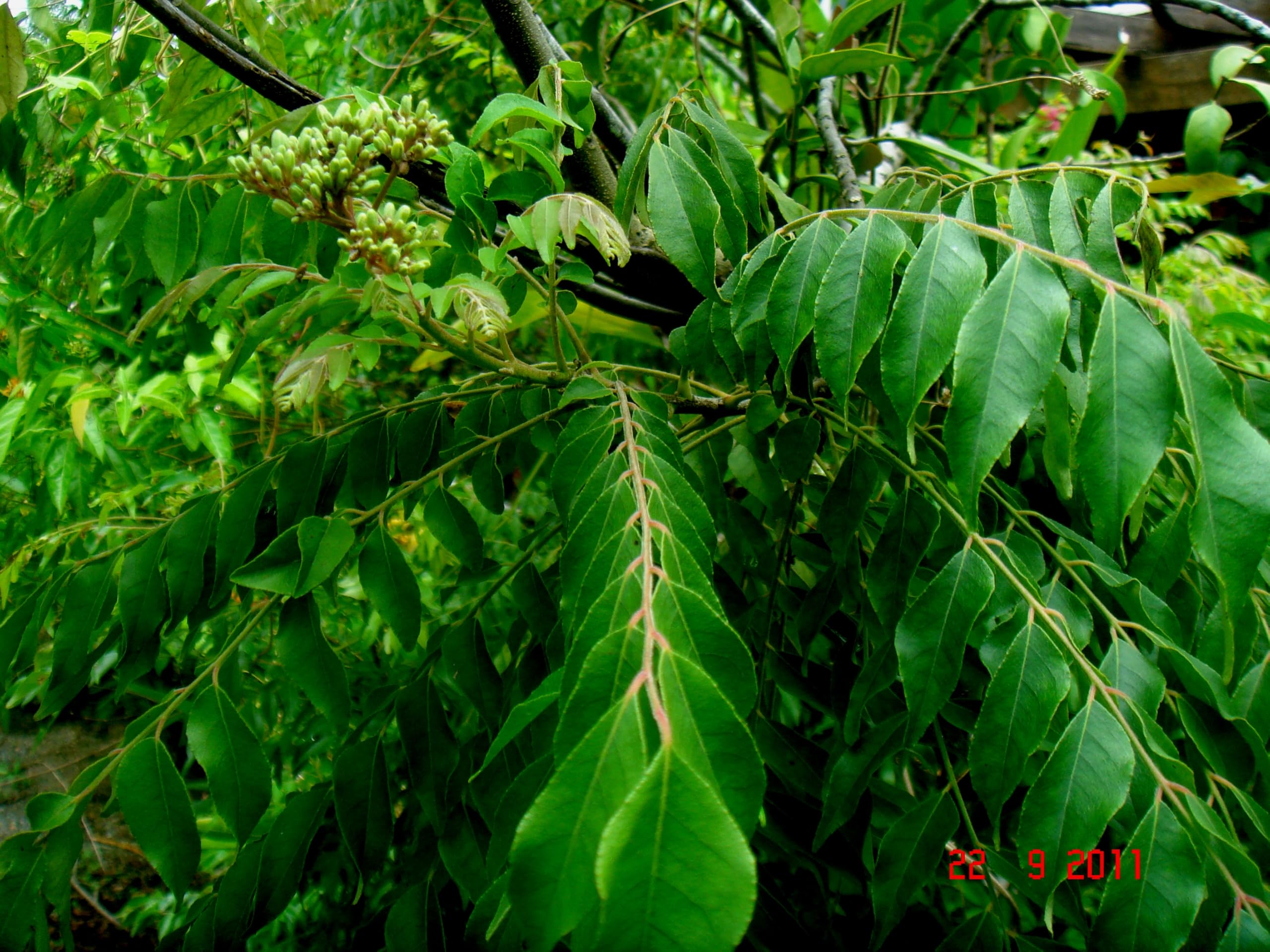 ASPEN® Curry Leaves/Kariveppilai/Kariveppila/Karivepaku/Karepaku ...