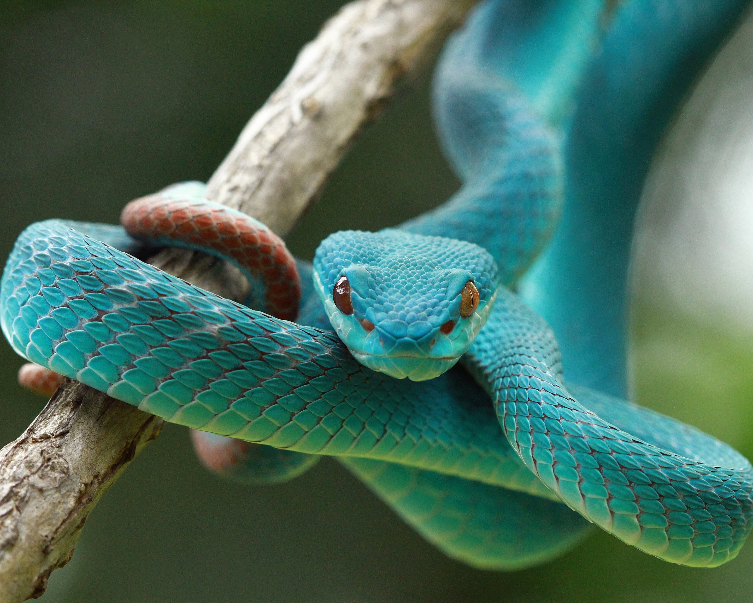 Viper Snake Venom
