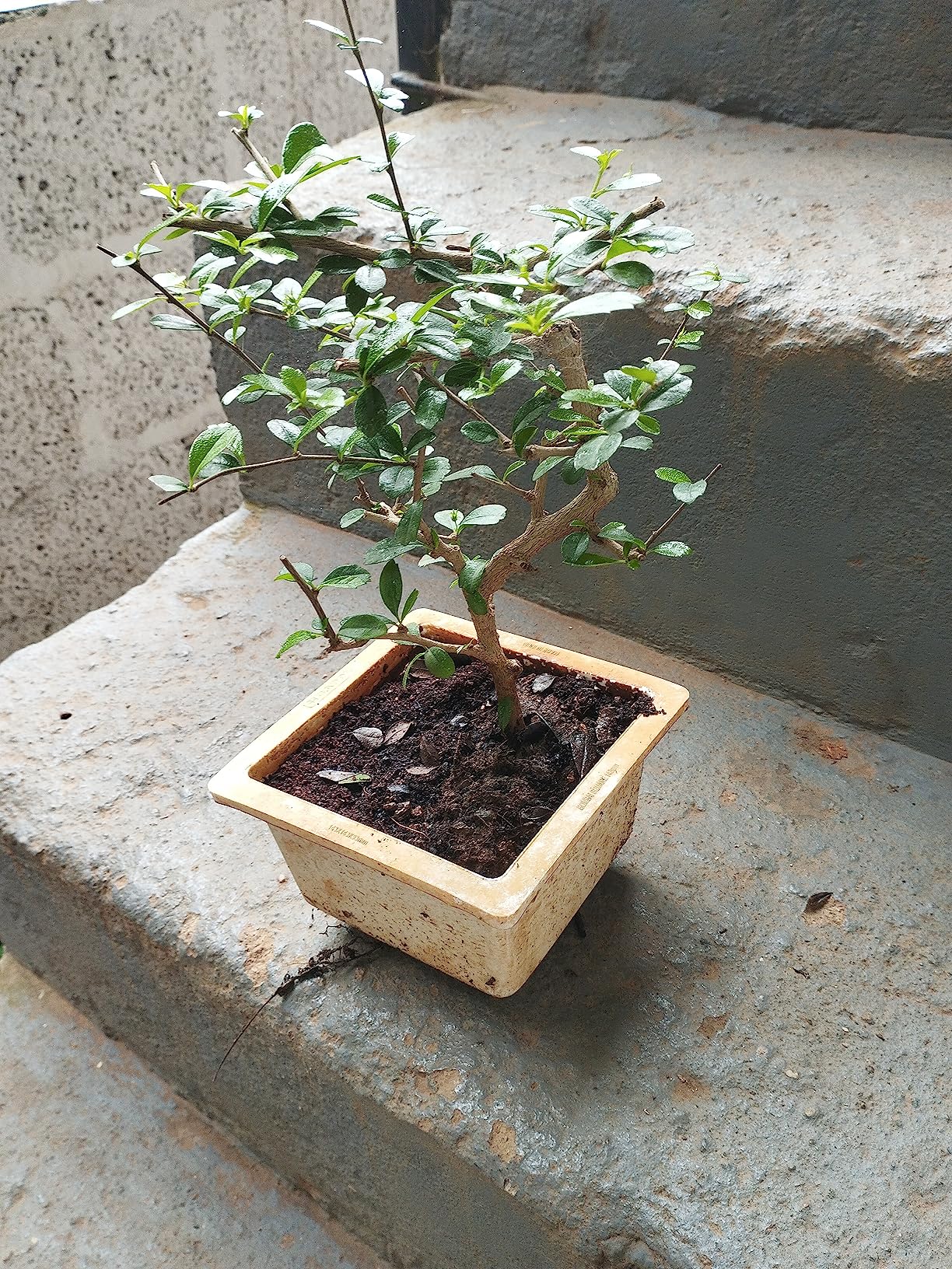 Green Paradise® Bonsai Jade Goodluck Tree 6 years old With Pot (Live ...