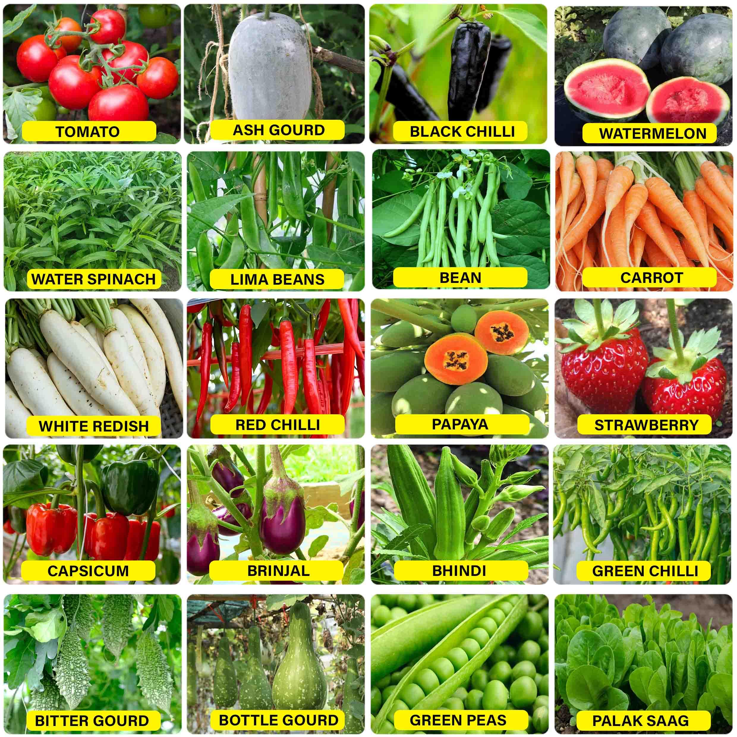 Summer Seasonal Vegetables List