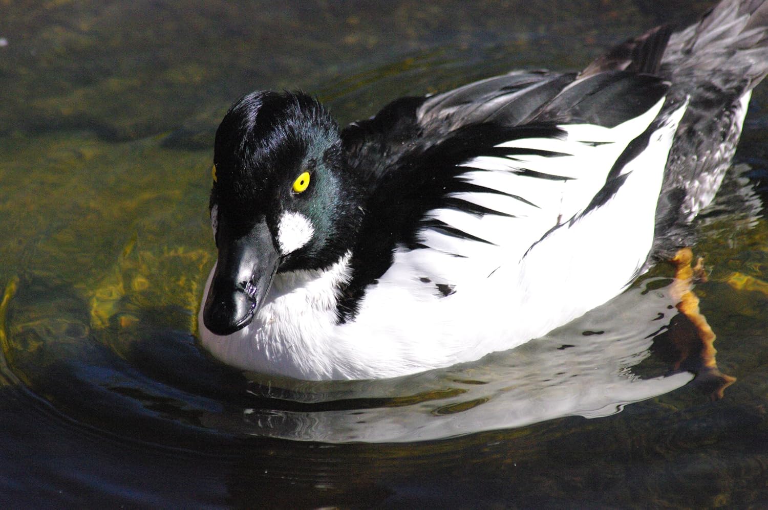 Amazon.com : Common Goldeneye Taxidermy Photo Reference CD : Hunting ...