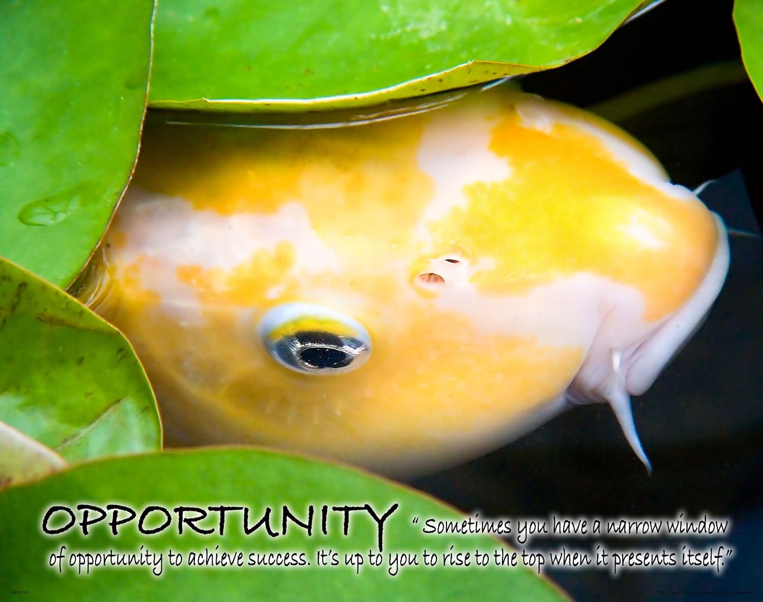 Amazon.com: Koi Fish Motivational Poster Art Print 11x14 Asian Carp ...