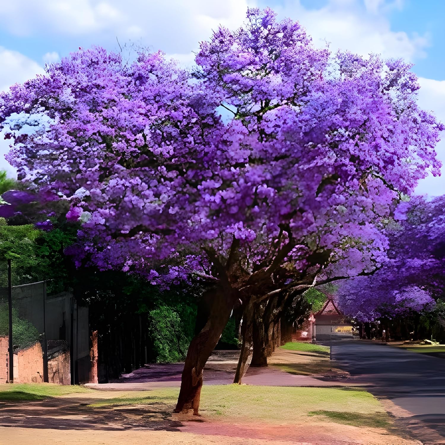 Rishika Plant House-Jacaranda Mimosifolia Neel Mohar Flower Live Plant ...
