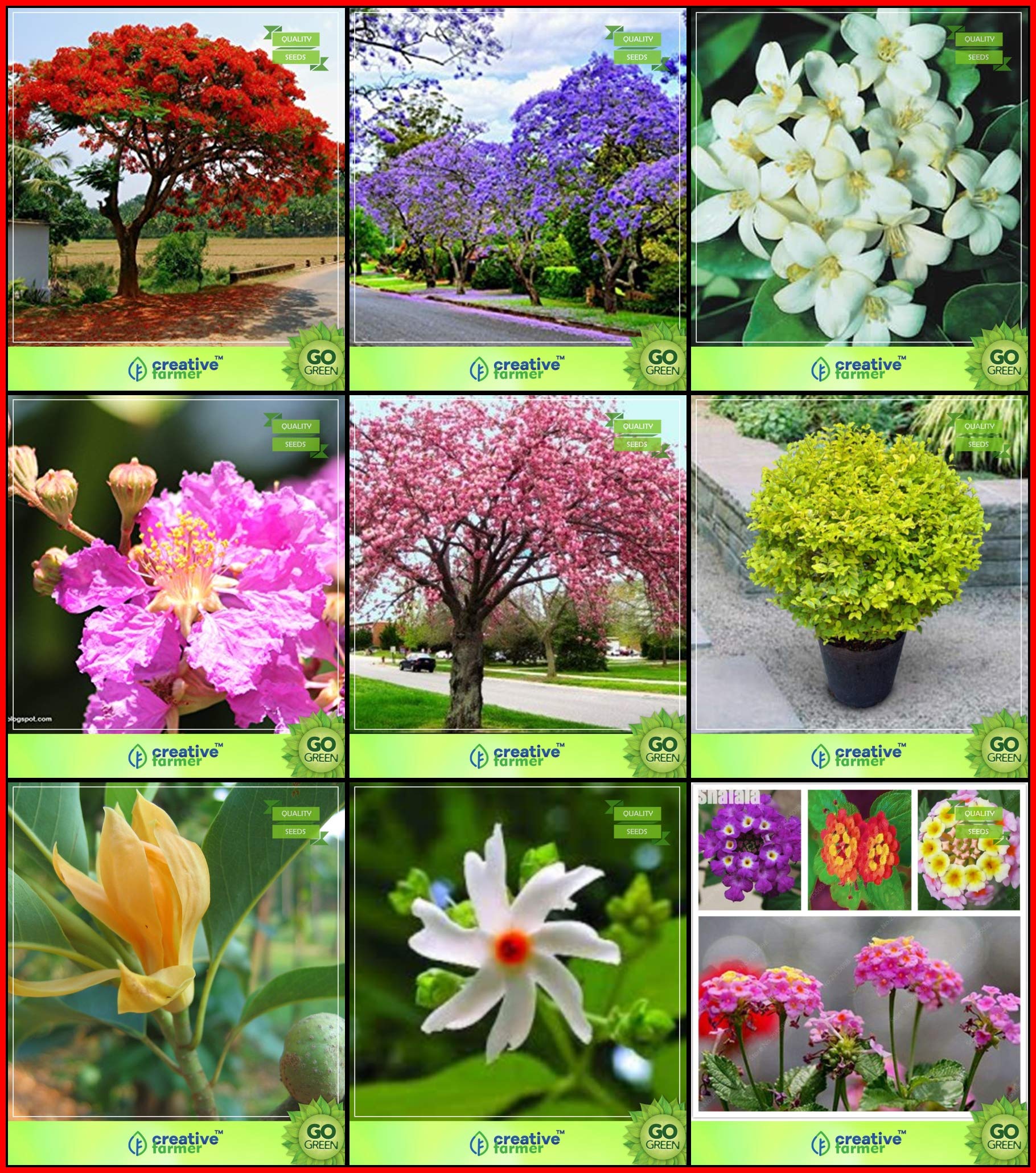 Buy Creative Farmer All Climate Combo Tree : Blue Jacaranda, Delonix ...